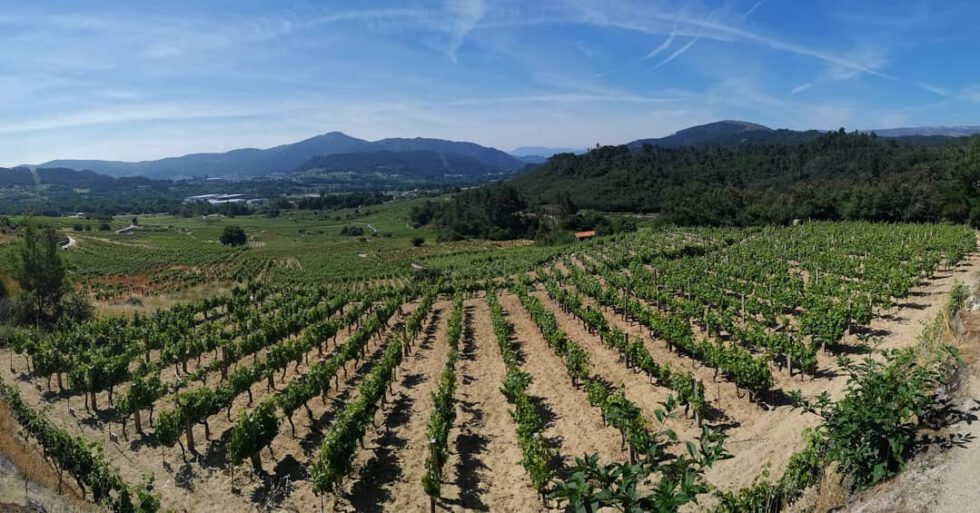 Ribeiro: the oldest Denominación de Origen (DO) of Galicia - Boa Uva